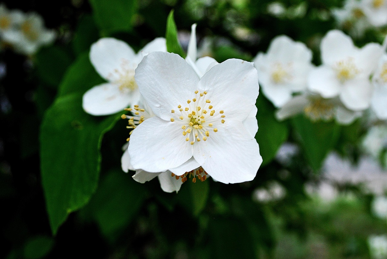 White Flowers Blossoms - Free photo on Pixabay - Pixabay