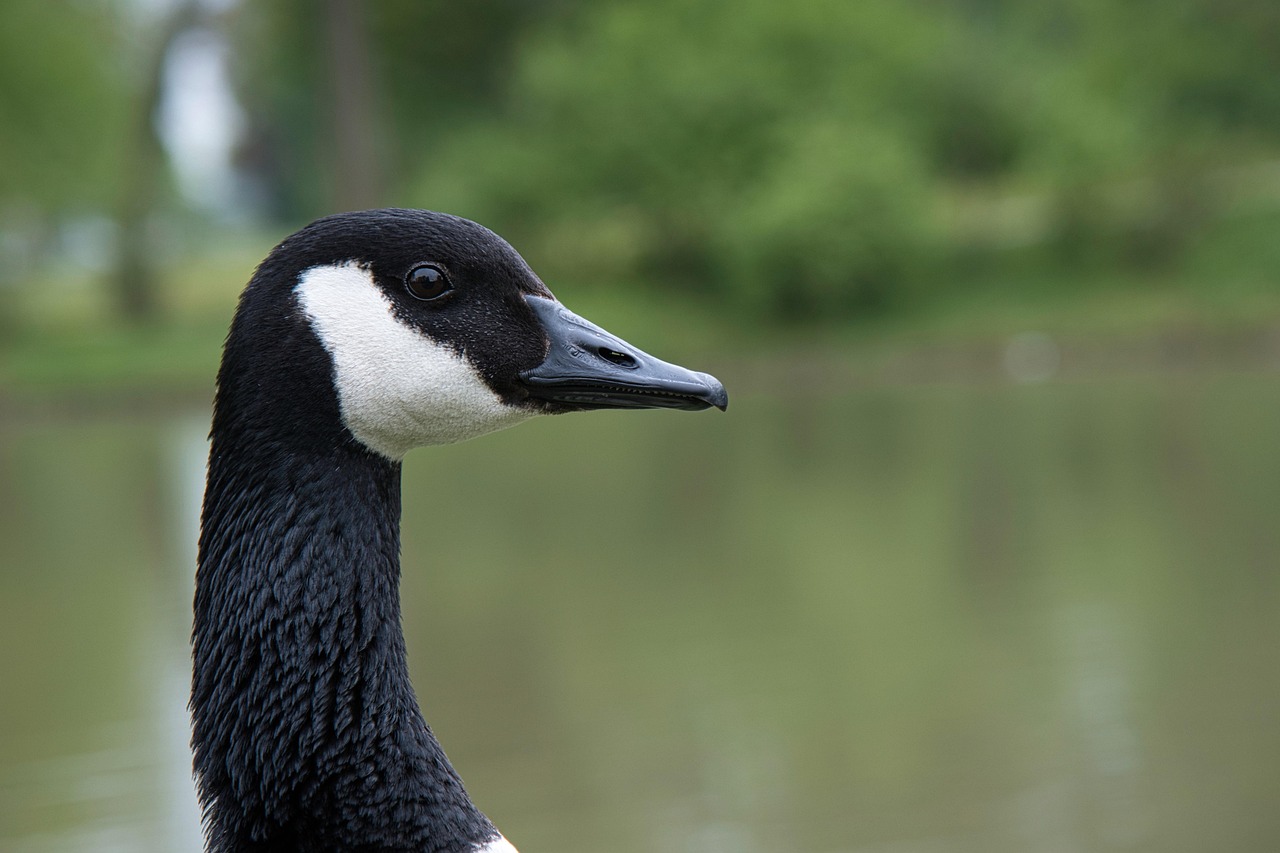 Ganso Egipcio Pájaro Pato - Foto gratis en Pixabay