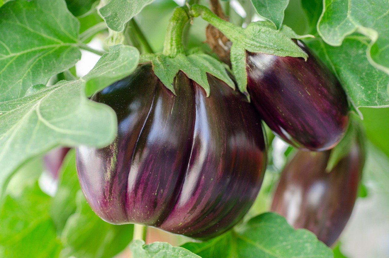500+ Free Eggplant & Food Images - Pixabay