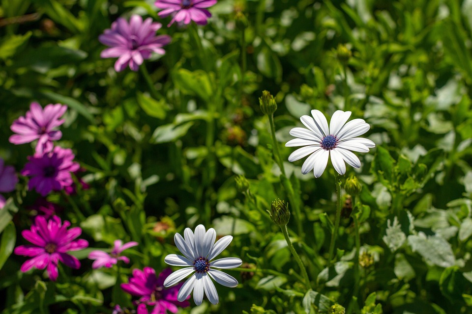Flowers Garden Bloom - Free photo on Pixabay