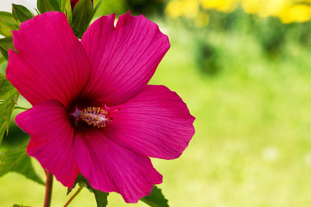 Hibiscus Rose Fleur - Photo gratuite sur Pixabay - Pixabay
