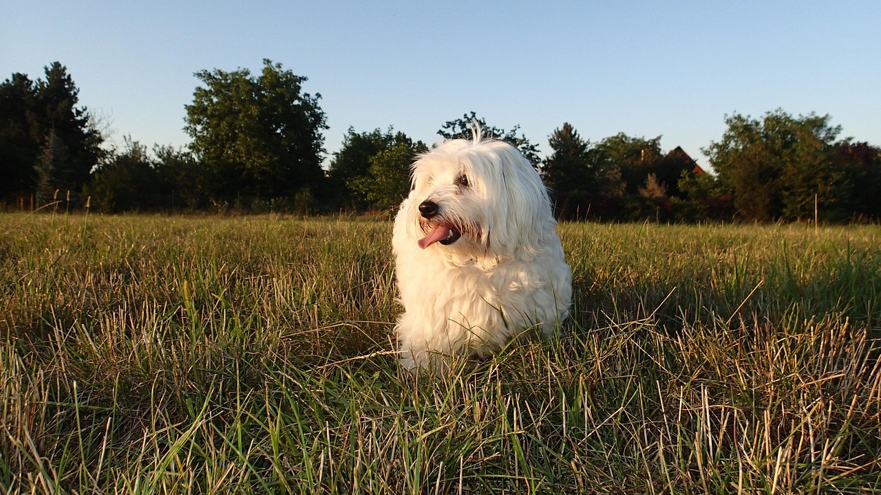 Dog Coton De Tulear Field - Free photo on Pixabay