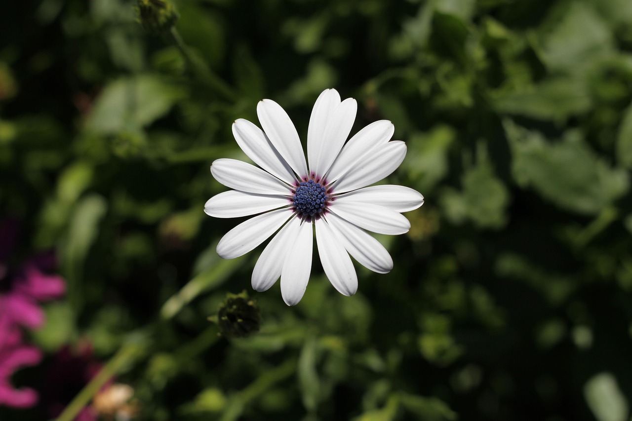 White Flower Garden - Free photo on Pixabay