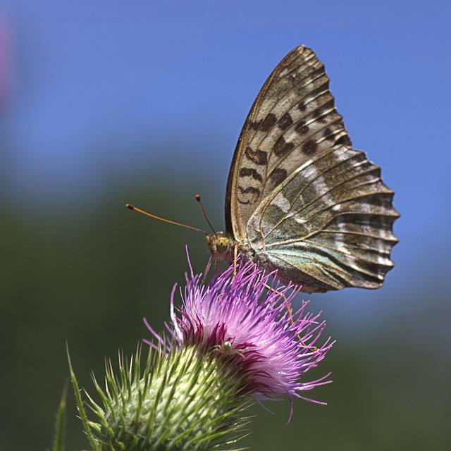 Butterfly Insect Animal - Free photo on Pixabay