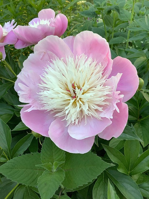 Peony Merah Jambu Bunga - Foto gratis di Pixabay