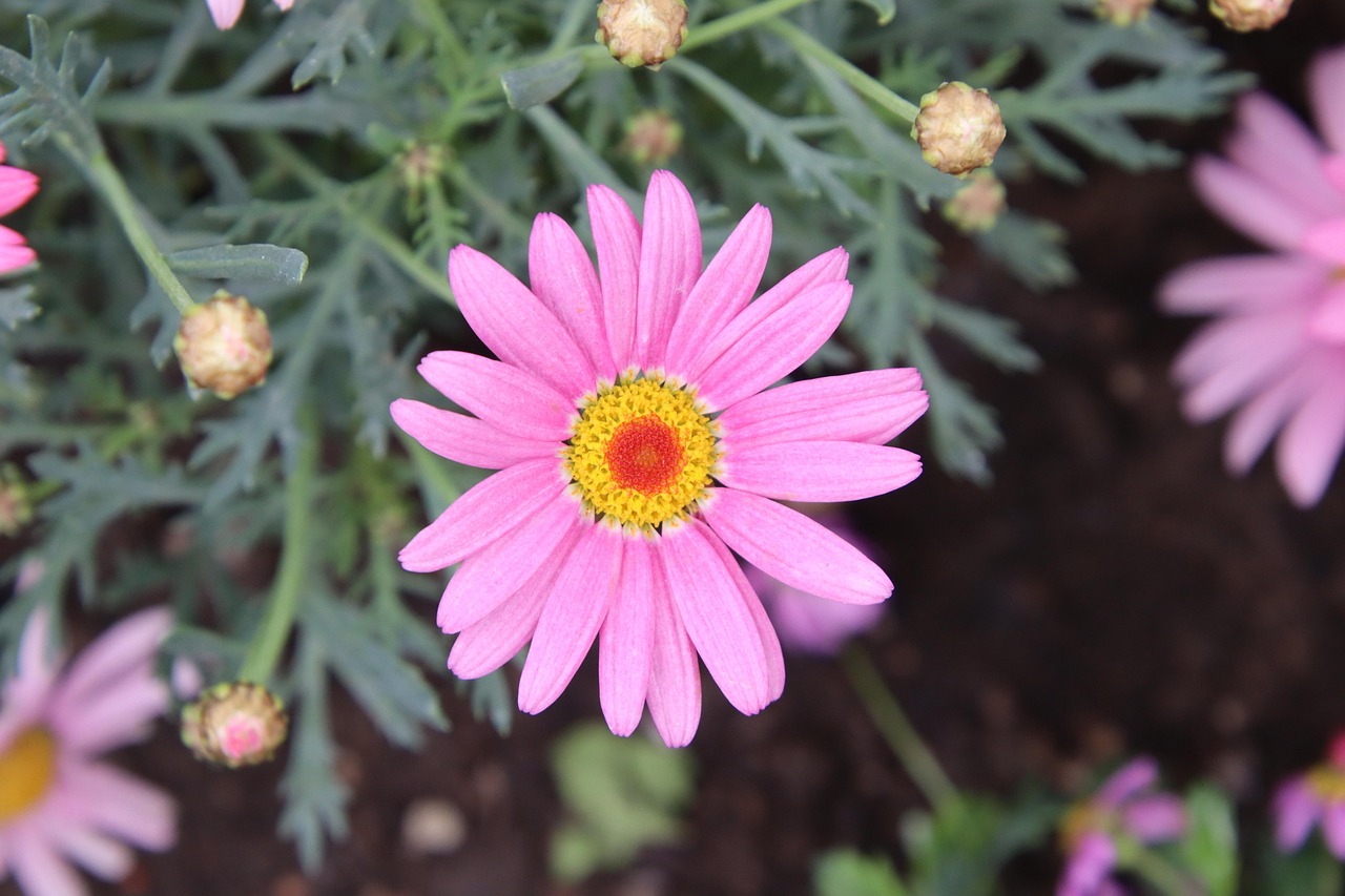 Flower Plant Daisy Pink - Free photo on Pixabay - Pixabay