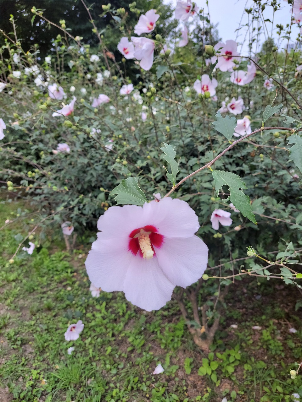 Rose De Sharon Fleur - Photo gratuite sur Pixabay - Pixabay