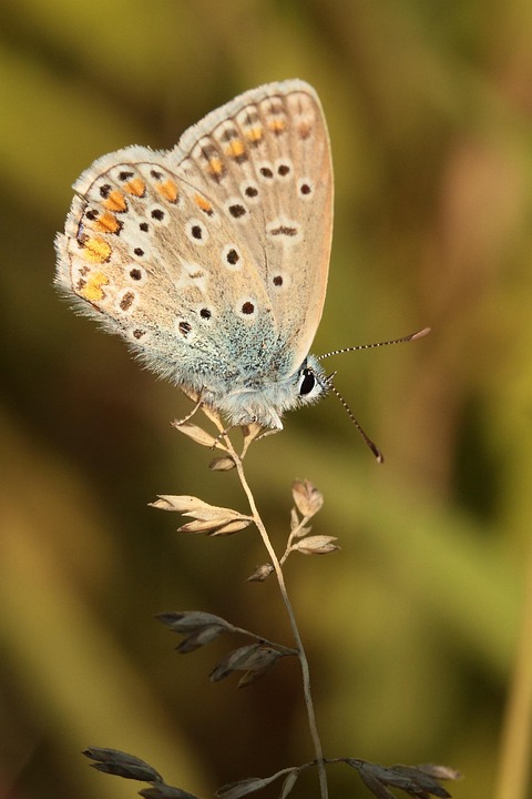 Papillon Bleu Commun - Photo gratuite sur Pixabay