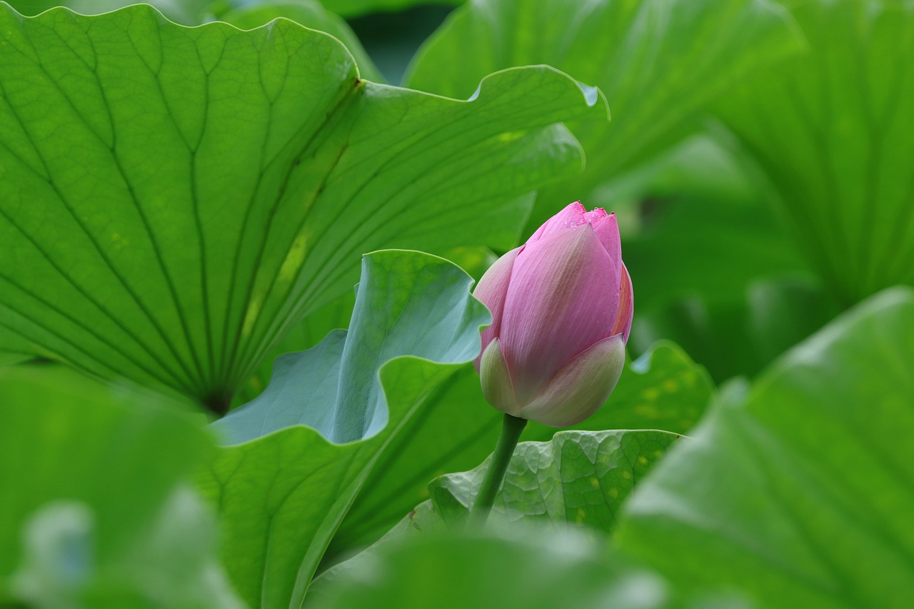 40,000+ Free Lotus Desktop Wallpaper & Hd Wallpaper Images - Pixabay