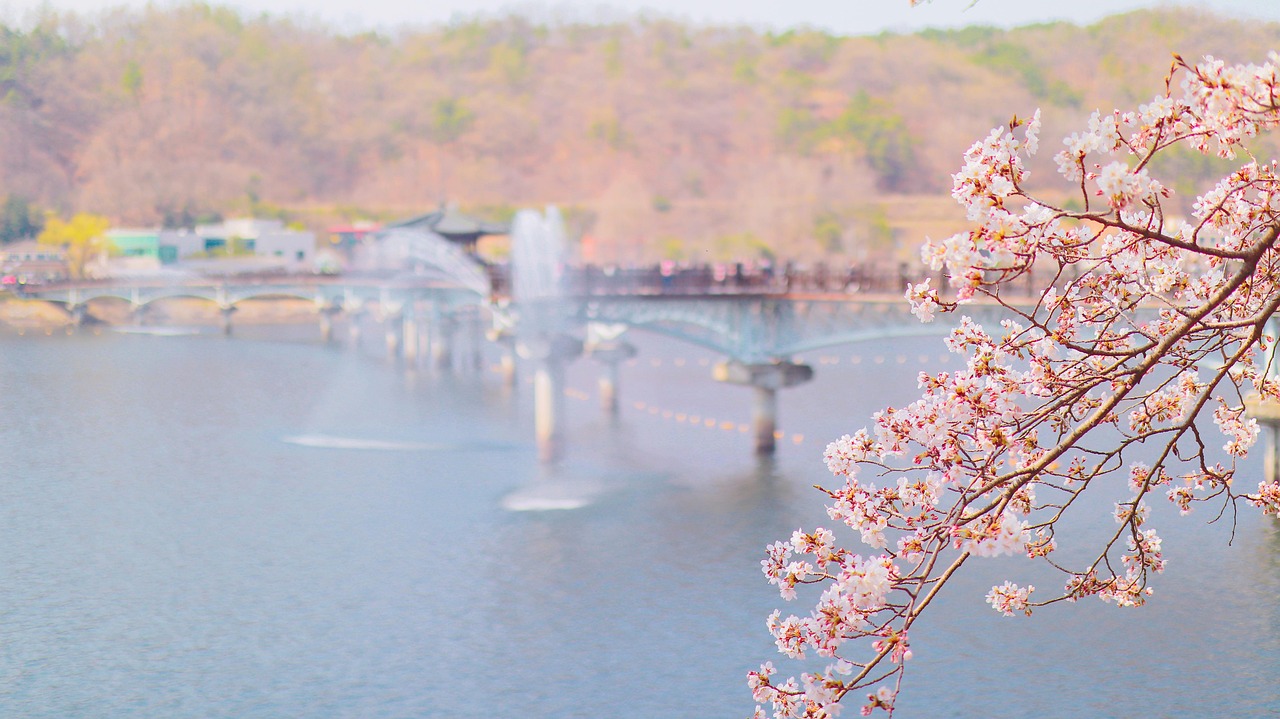 Cherry Blossoms Wolyeong Bridge - Free photo on Pixabay