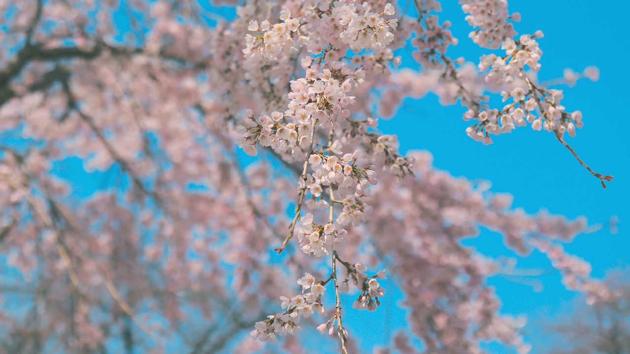 Cherry Blossoms Tree - Free photo on Pixabay