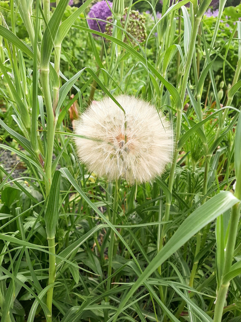 Dandelion Nature - Free photo on Pixabay - Pixabay