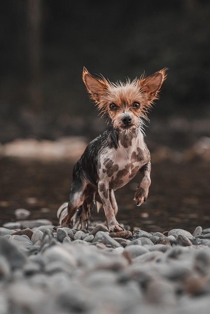 Reinrassiger Hund Natur - Kostenloses Foto auf Pixabay - Pixabay