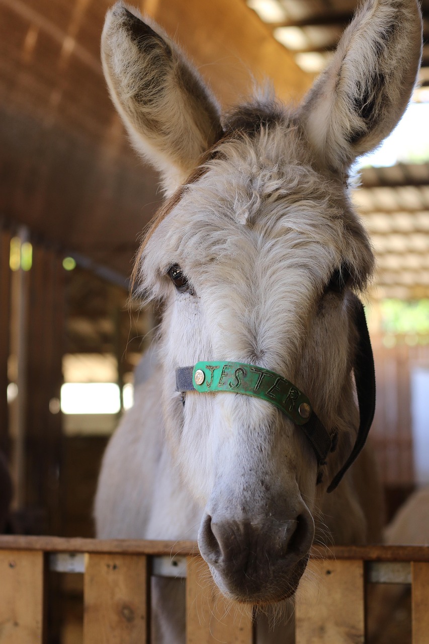 Animal Burro Granero - Foto gratis en Pixabay - Pixabay