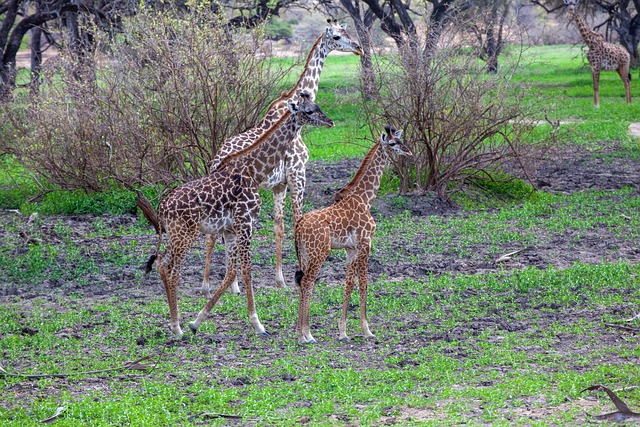 Giraffes Wild Animals Nature - Free photo on Pixabay - Pixabay