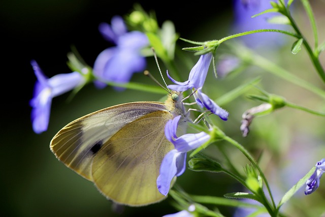 Blanco Mariposa Pequeña - Foto gratis en Pixabay