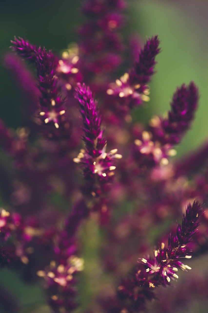 Flower Flora Floral - Free photo on Pixabay