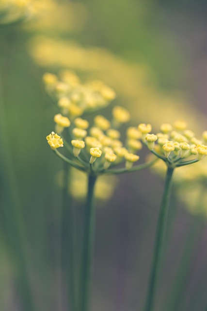 Flower Flora Floral - Free photo on Pixabay - Pixabay