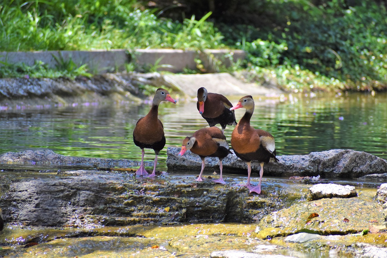 Ducks River Wildlife - Free photo on Pixabay - Pixabay