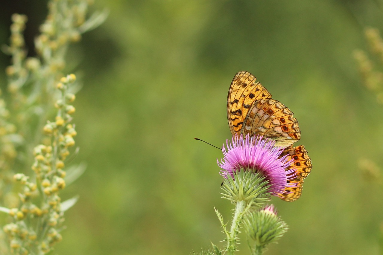 Butterfly Insect Wings - Free photo on Pixabay - Pixabay