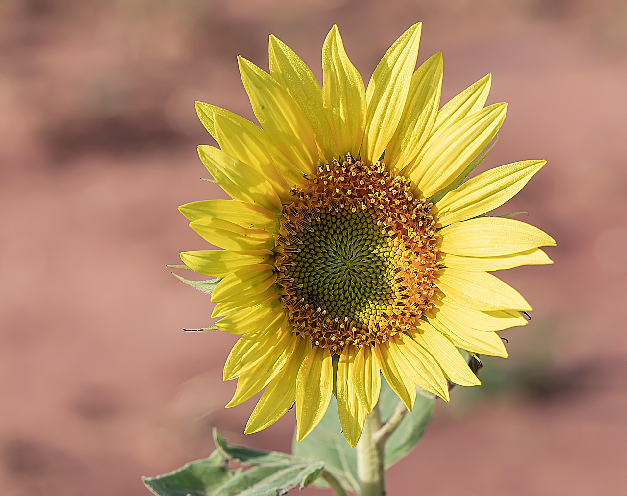 Sunflower Flower Yellow - Free photo on Pixabay - Pixabay