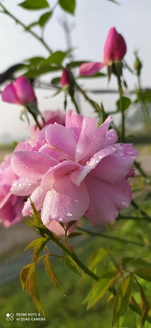 Fotografie Natur Indisch Kostenloses Foto Auf Pixabay Pixabay 5158