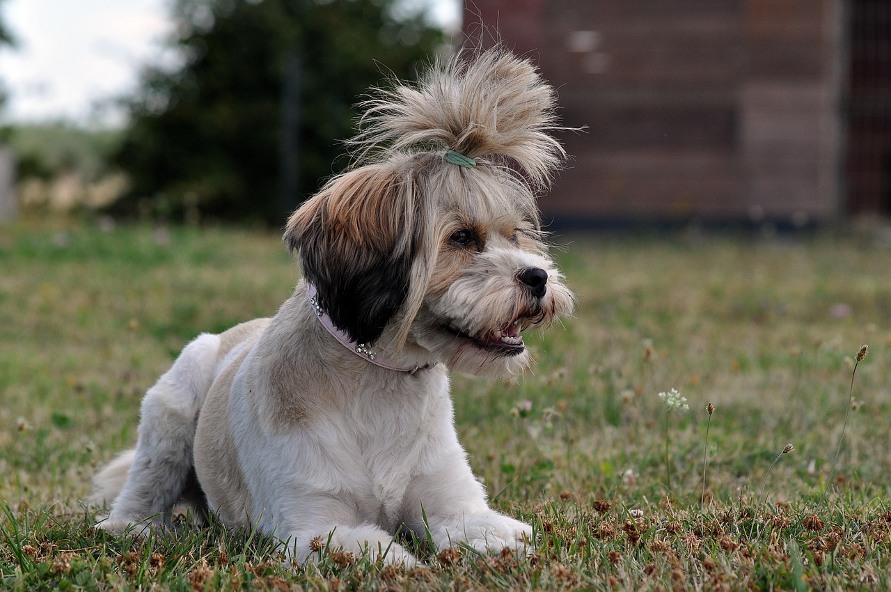 Chien Animal Pelouse - Photo gratuite sur Pixabay - Pixabay