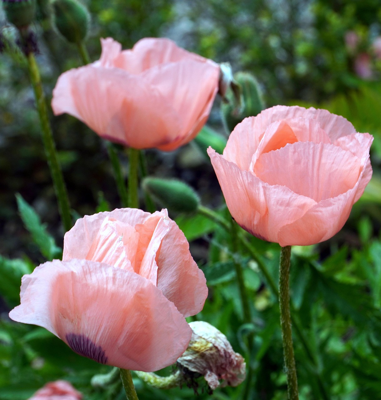 Poppies Flowers Plant - Free photo on Pixabay