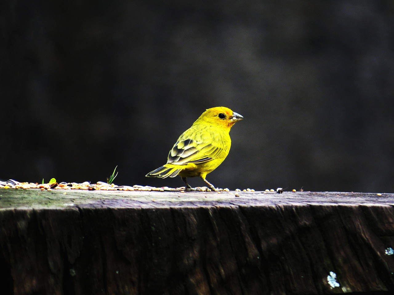 Plus de 100 000 images de Oiseau Canari et de Oiseau - Pixabay