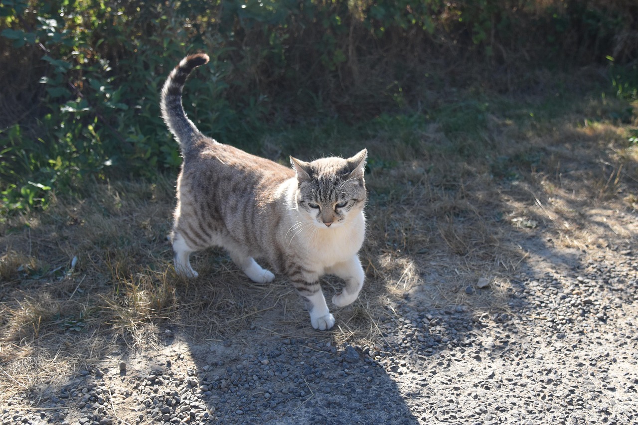 Cat Feline Predator European - Free photo on Pixabay - Pixabay