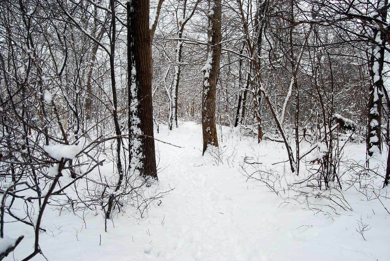 Forest Snow - Free photo on Pixabay - Pixabay