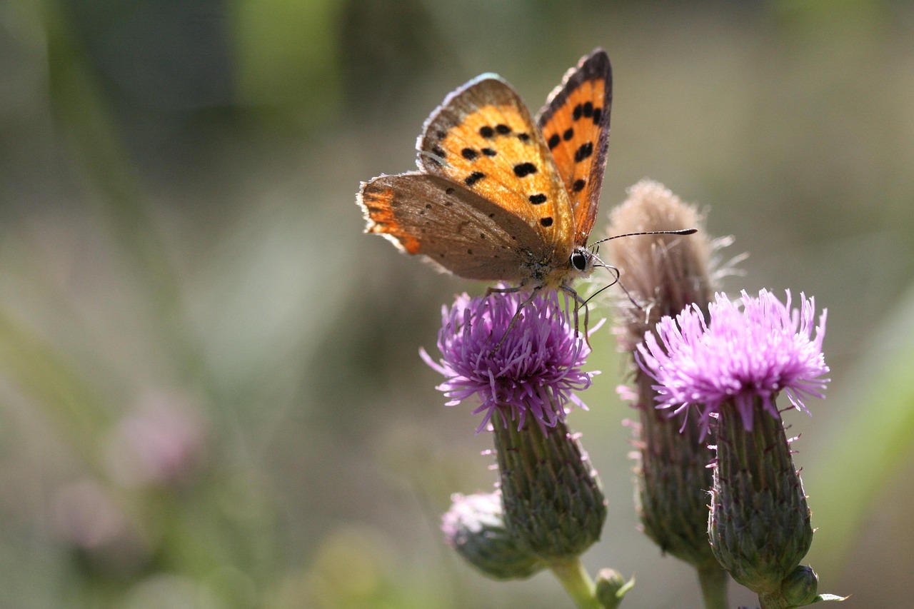 Vuur Vlinder Insect - Gratis foto op Pixabay - Pixabay