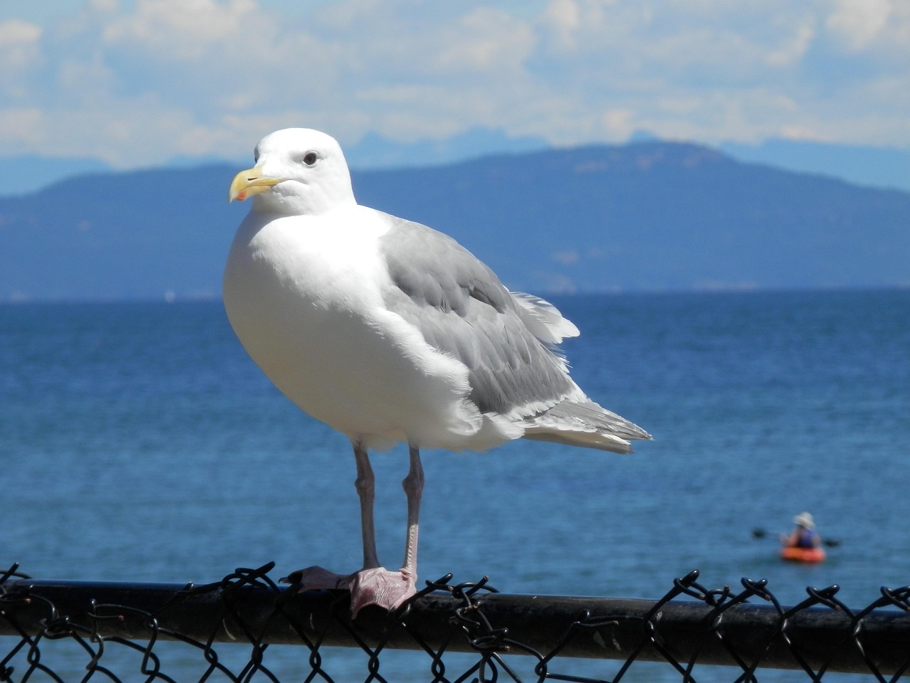Seagull Wildlife Bird - Free photo on Pixabay - Pixabay