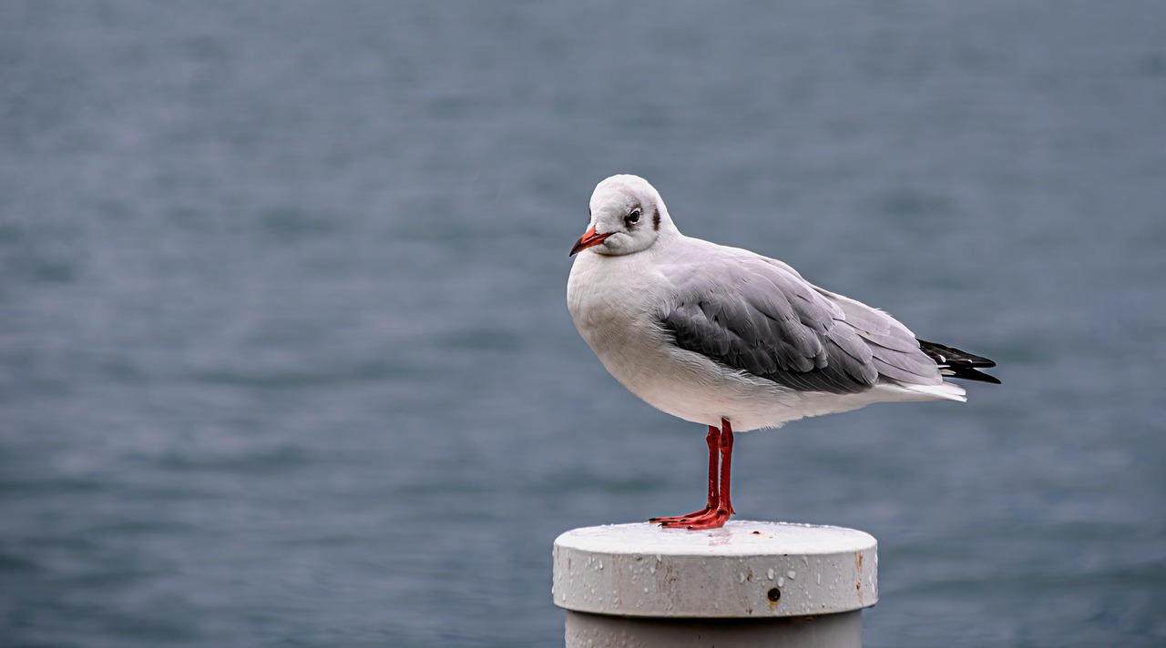 Seagull Bird Animal - Free photo on Pixabay