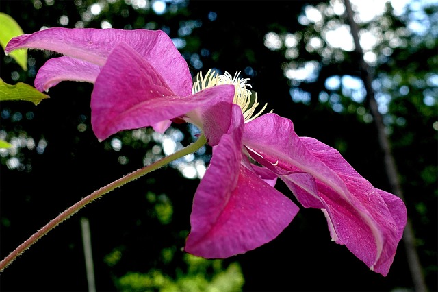 Flower Blossom Flora - Free photo on Pixabay