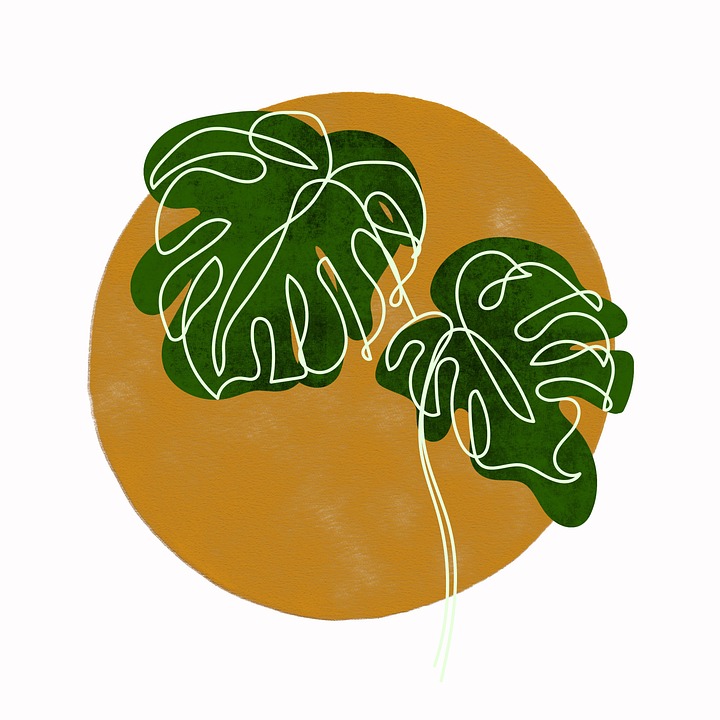 Monstera Tanaman Tropis - Gambar gratis di Pixabay