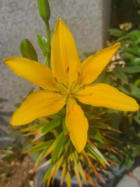 Kuning Bunga Kepala Sari - Foto gratis di Pixabay