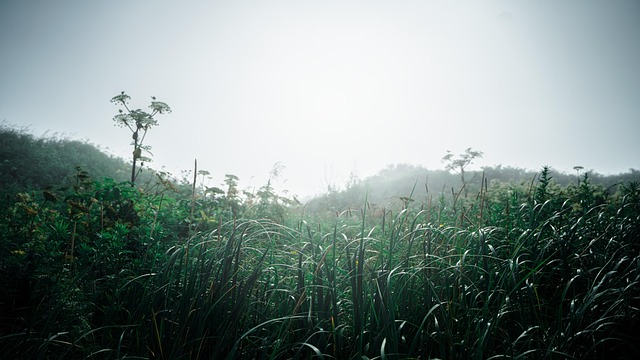 Nature Landscape Grass - Free photo on Pixabay