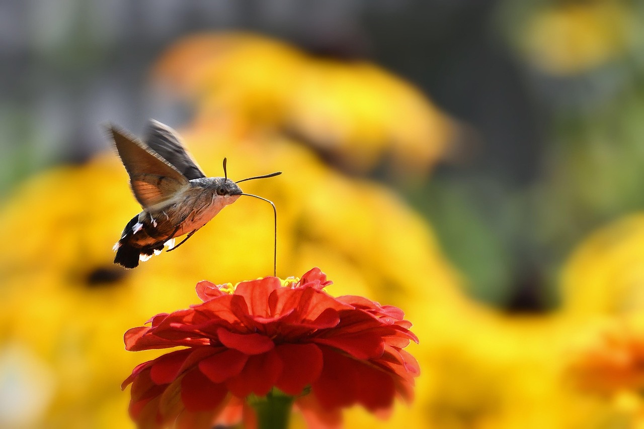 Hummingbird Hawk Moth Lantana Free Photo On Pixabay