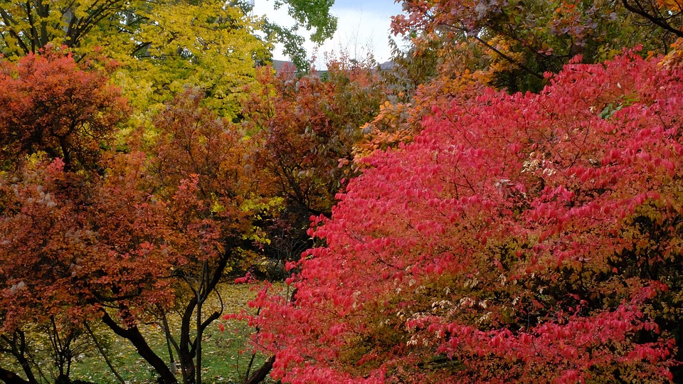 Botanical Garden Autumn - Free photo on Pixabay