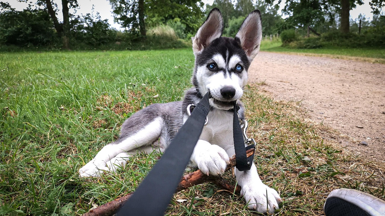 Husky Malamute Dog - Free photo on Pixabay - Pixabay