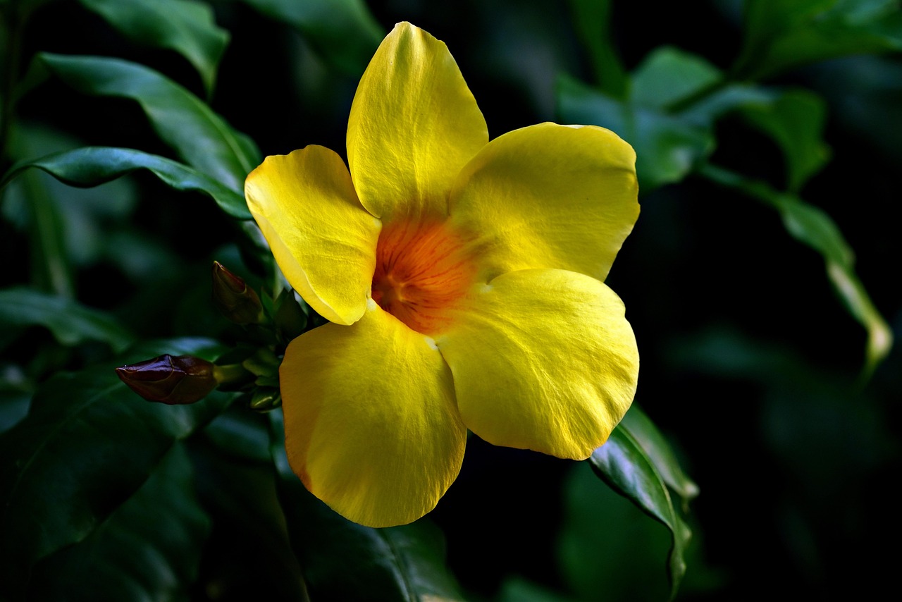 Allamanda Fleur Plantes - Photo gratuite sur Pixabay - Pixabay