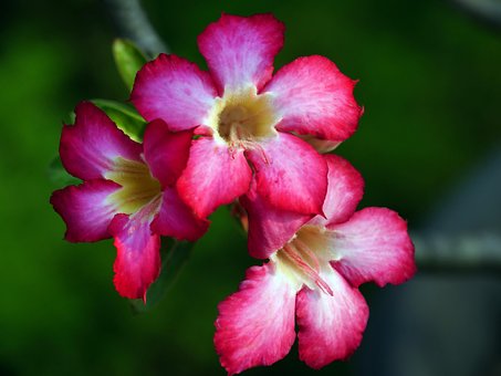 Adenium Flowers Plant - Free photo on Pixabay