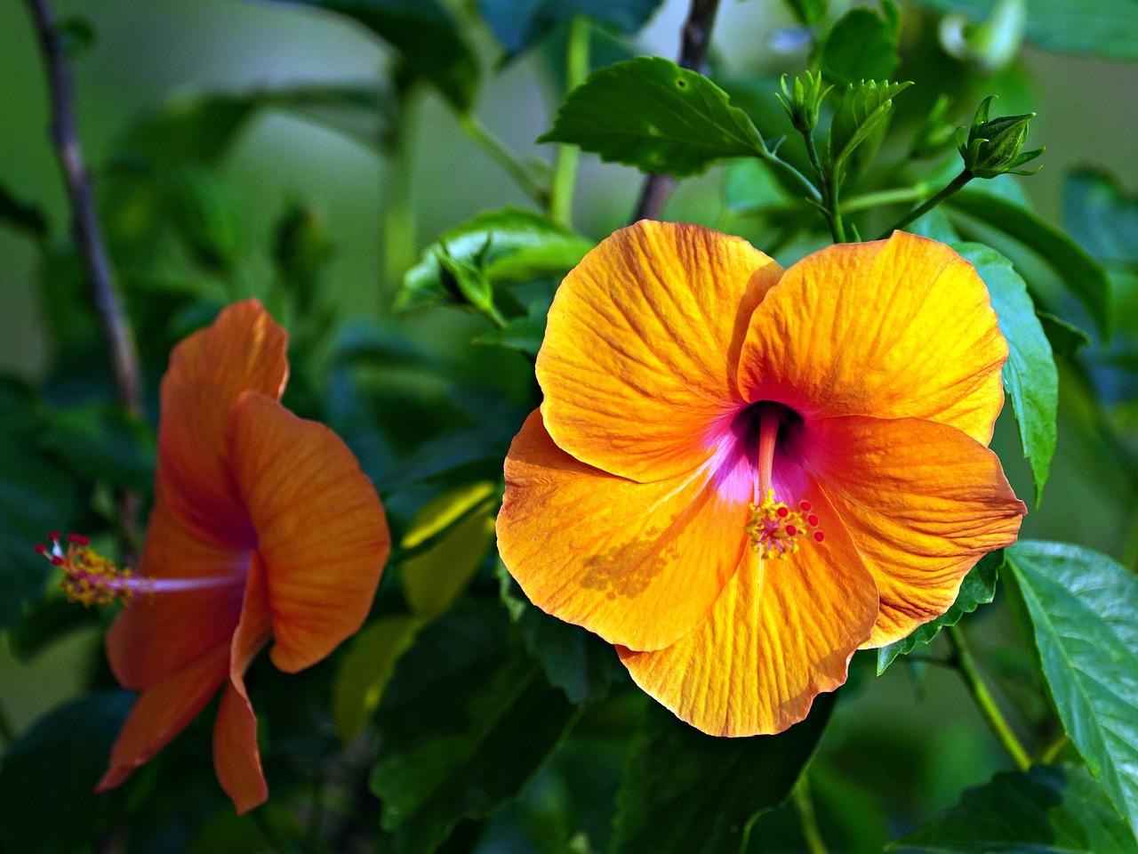 Hibiscus Fleur Plantes - Photo gratuite sur Pixabay - Pixabay