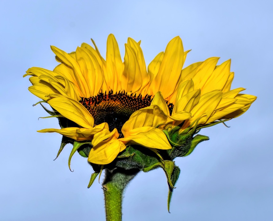 Flower Sunflower Yellow - Free photo on Pixabay - Pixabay