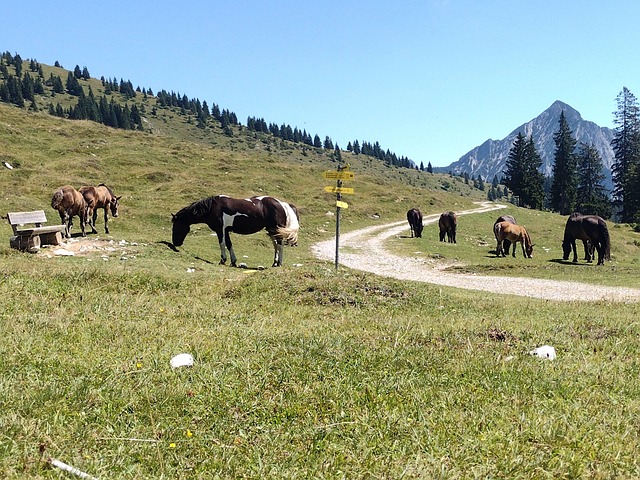 Alpen Berge Almwiese - Kostenloses Foto auf Pixabay