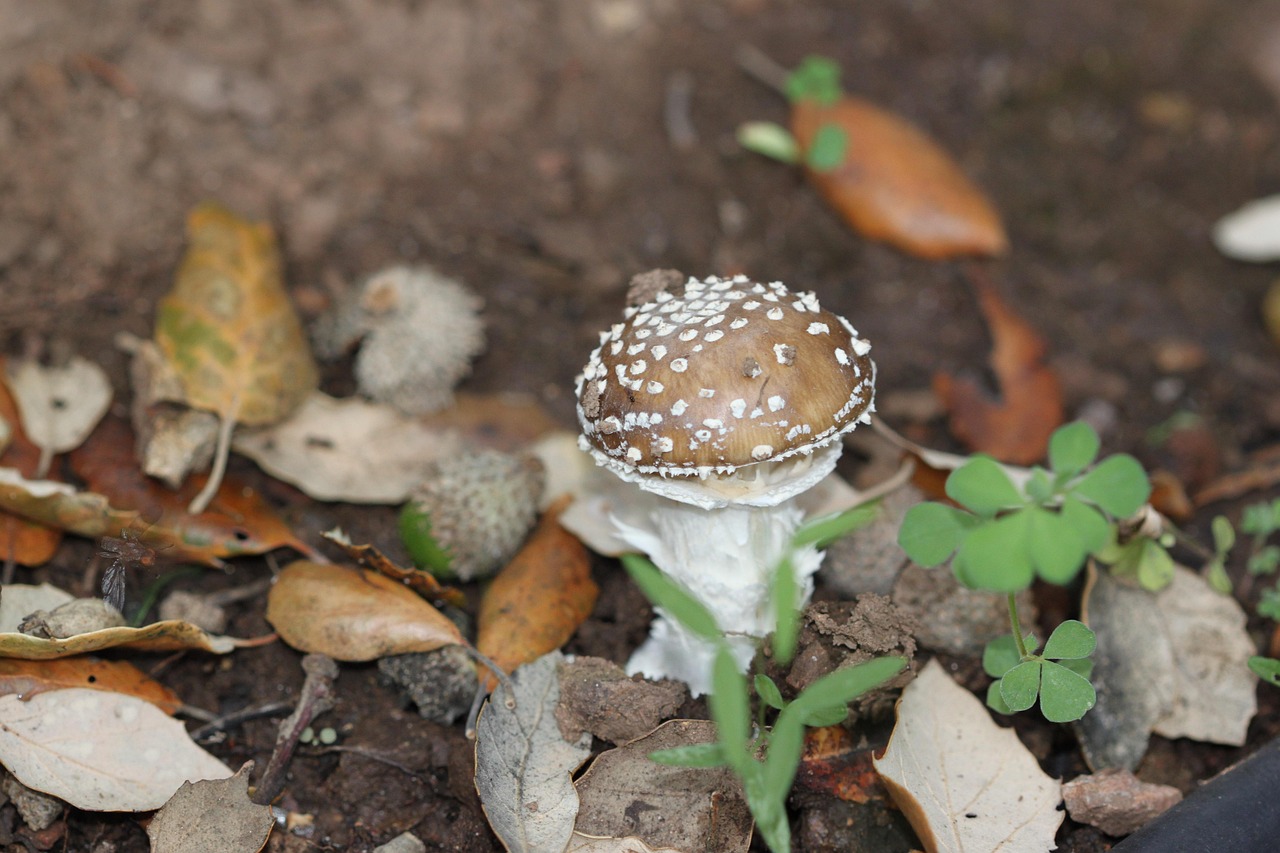 Jamur Hutan Alam Musim - Foto gratis di Pixabay