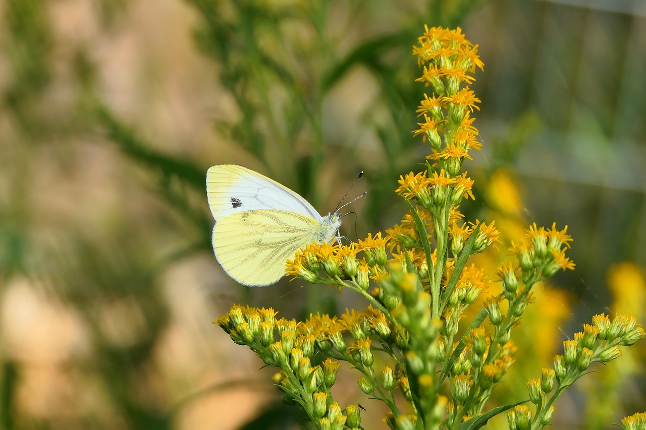 Mariposa Blanca De Repollo Insecto - Foto gratis en Pixabay