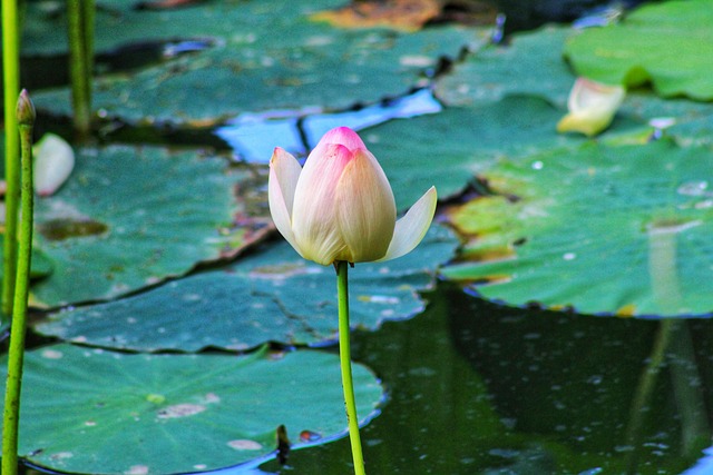 Lotus Bud Flower - Free photo on Pixabay - Pixabay
