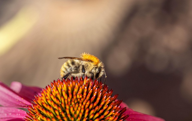Wild Bee Flower Pollination - Free photo on Pixabay
